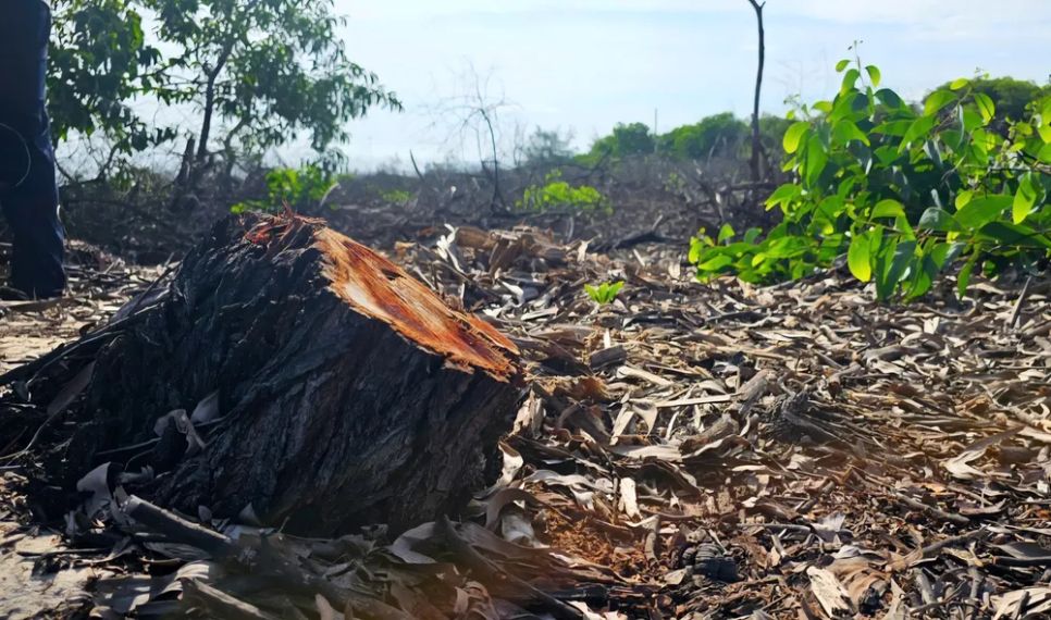 Huế báo cáo Thủ tướng vụ chặt phá hàng ngàn cây rừng phòng hộ ven biển ...